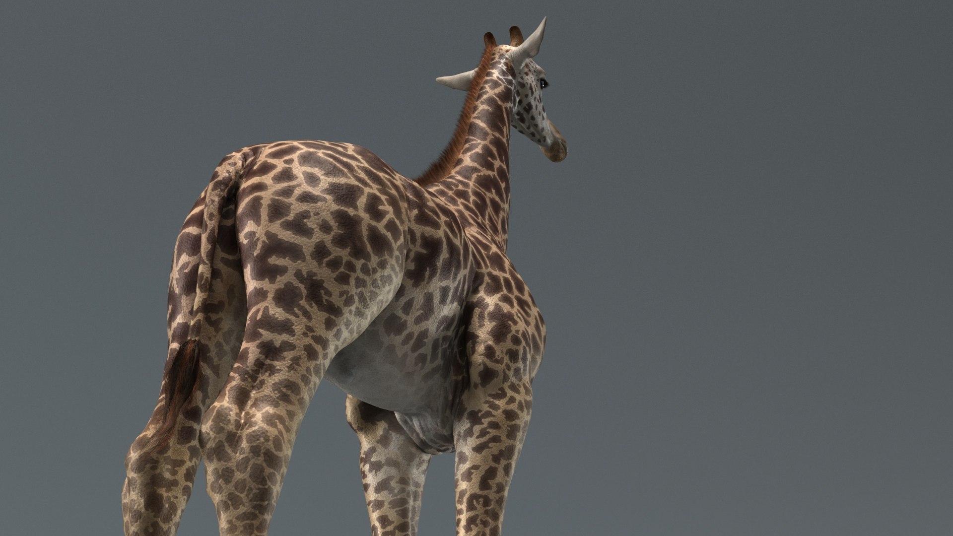 3D Realistic Giraffe 2 - TurboSquid 1467147