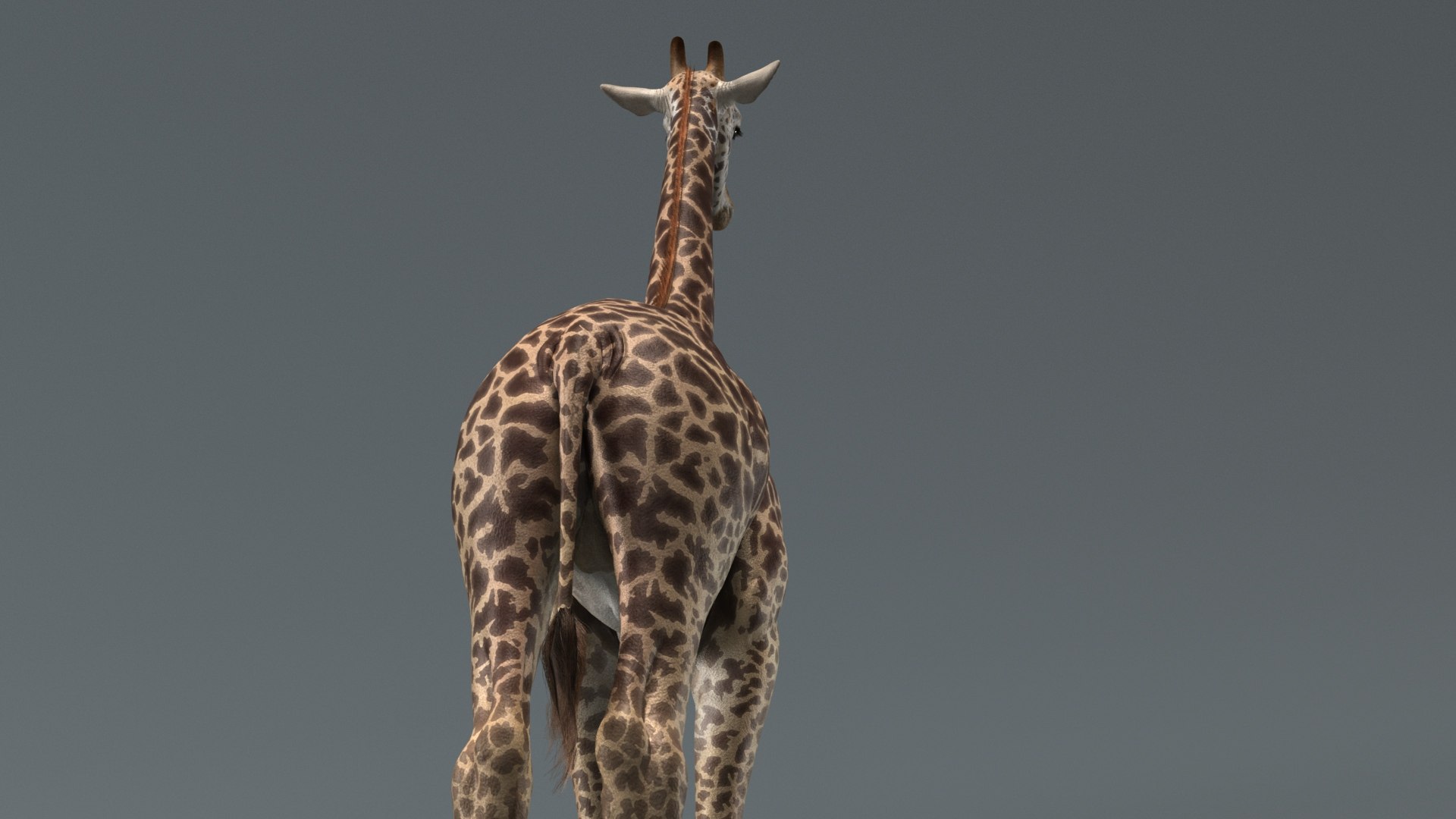 3D realistic giraffe 2 - TurboSquid 1467147