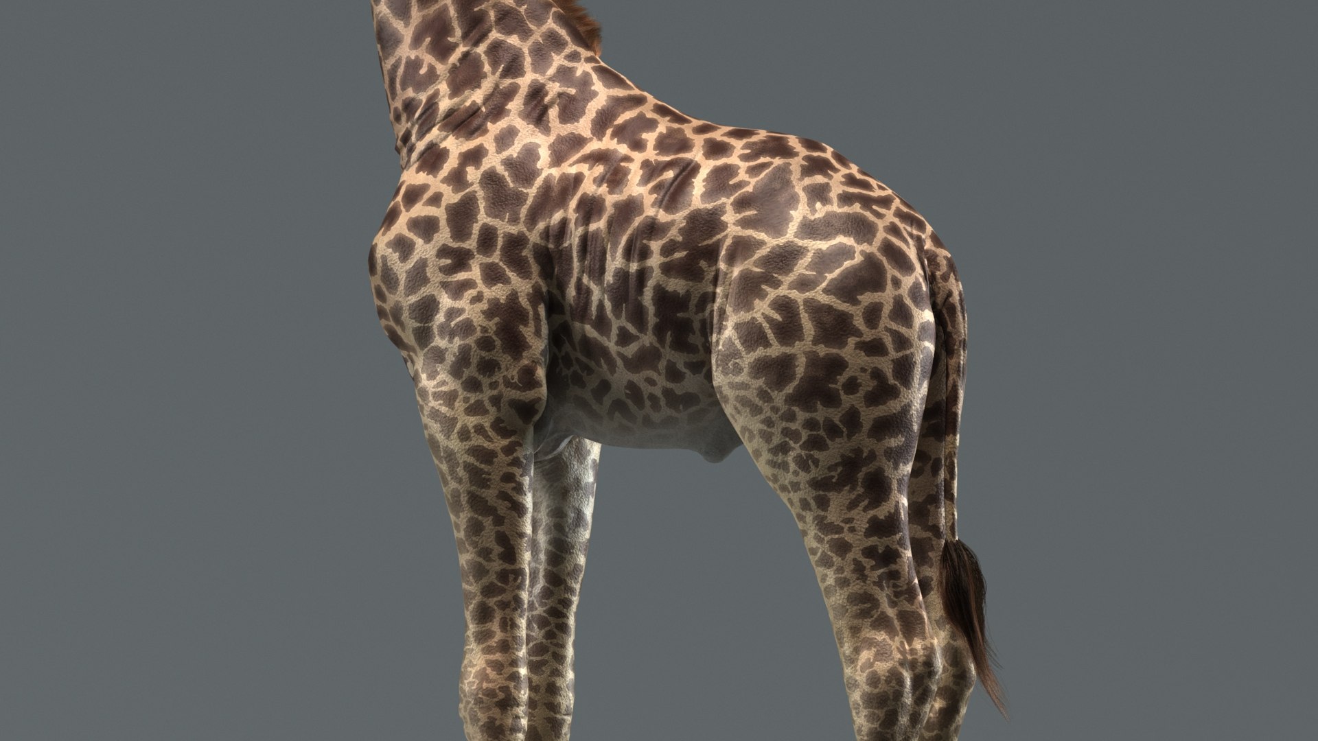 3D realistic giraffe 2 - TurboSquid 1467147