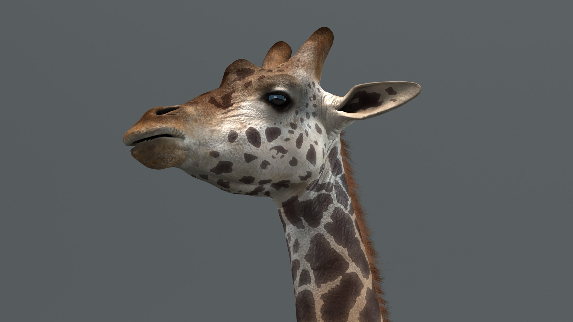 3D Realistic Giraffe 2 - TurboSquid 1467147
