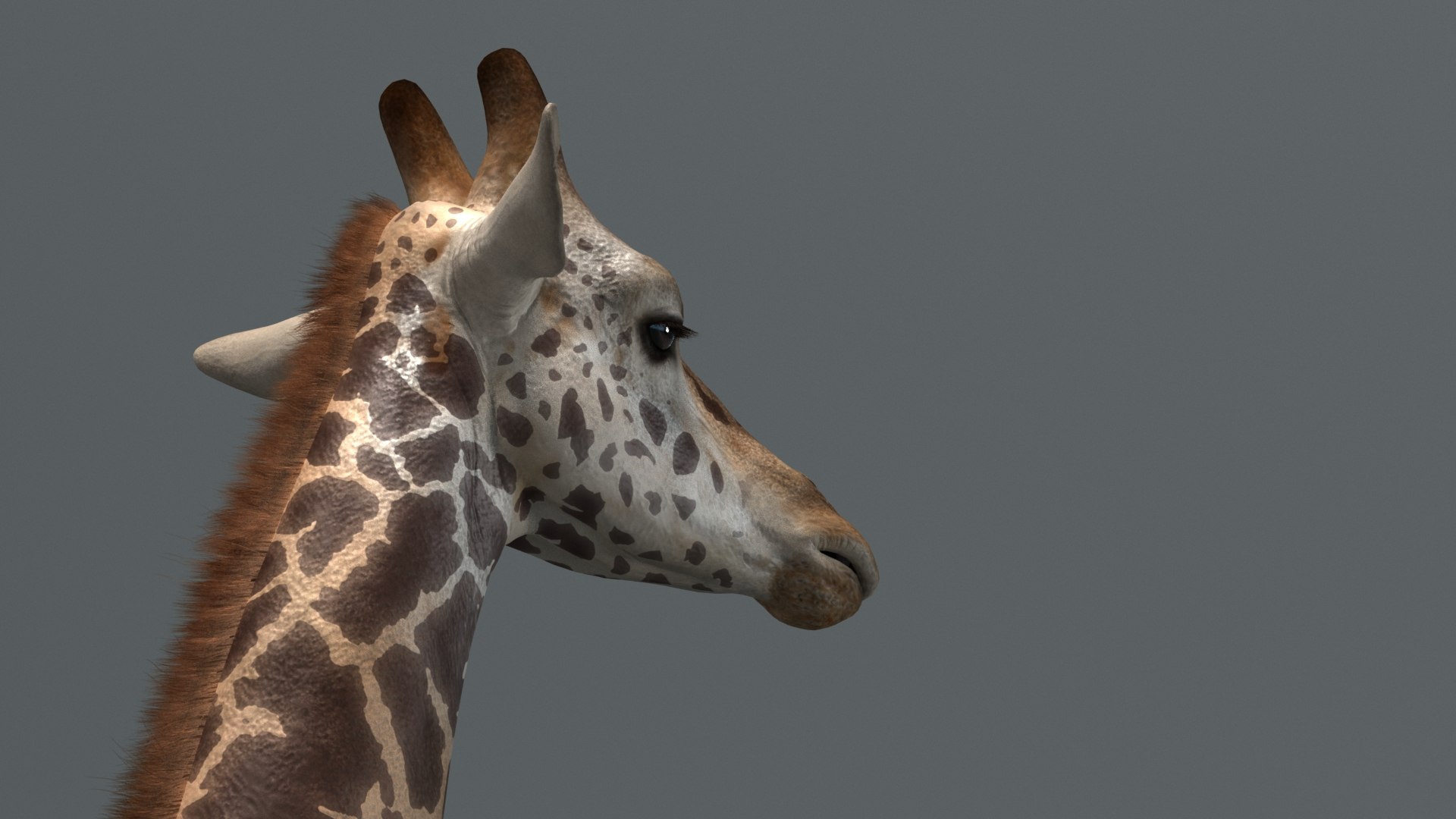 3D Realistic Giraffe 2 - TurboSquid 1467147