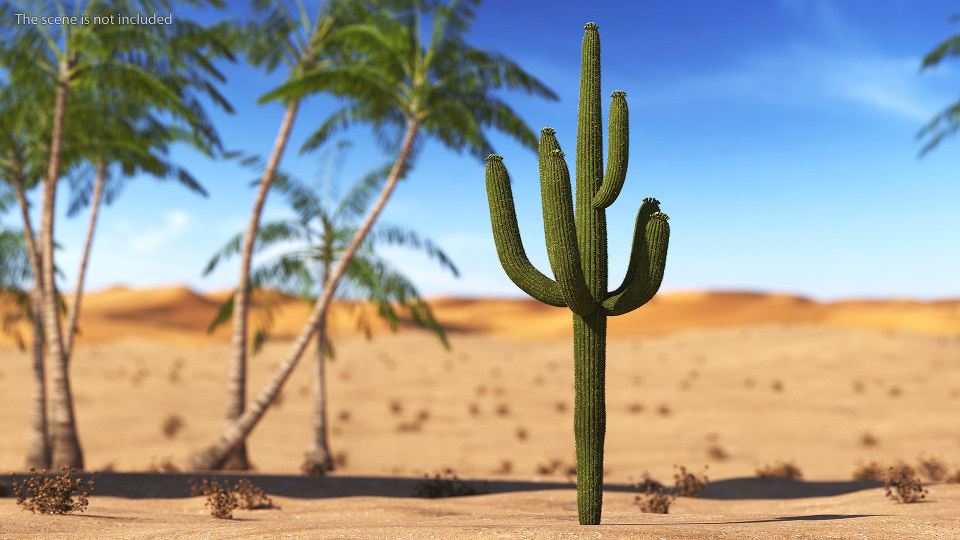 Mexican Cactuses Fur Collection 3D Model - TurboSquid 2204315