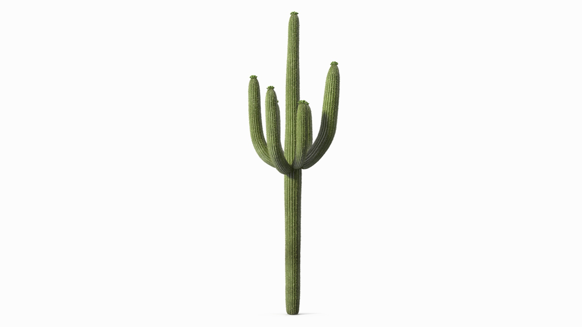 Mexican Cactuses Fur Collection 3D Model - TurboSquid 2204315