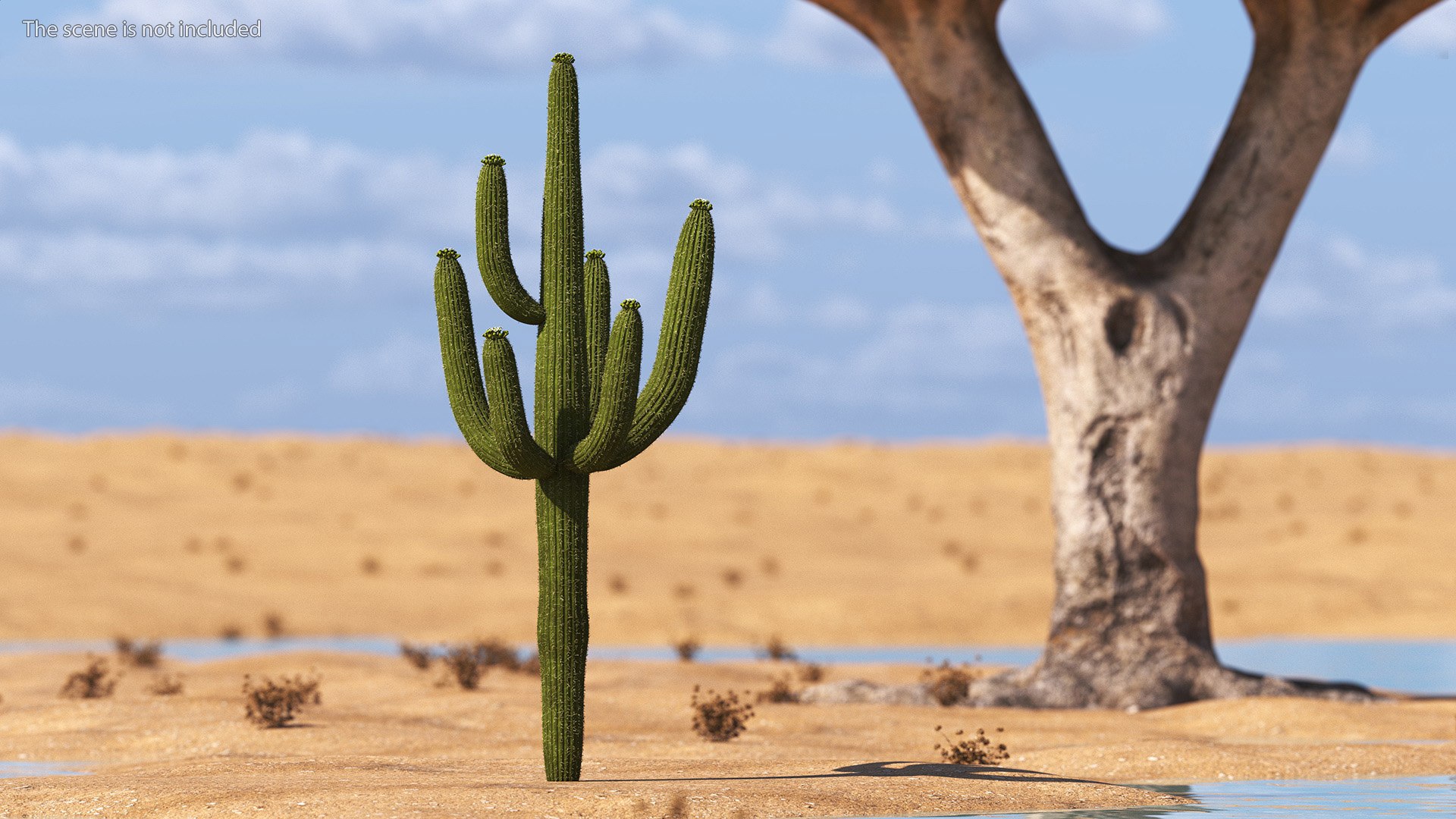 Mexican Cactuses Fur Collection 3D Model - TurboSquid 2204315
