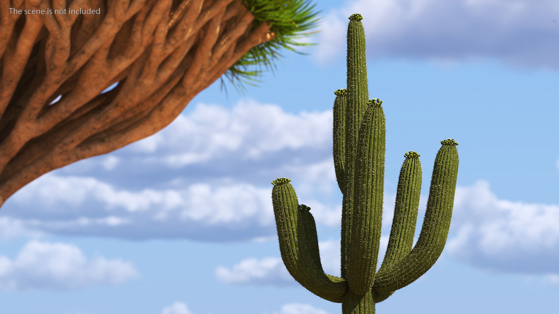 Mexican Cactuses Fur Collection 3D Model - TurboSquid 2204315