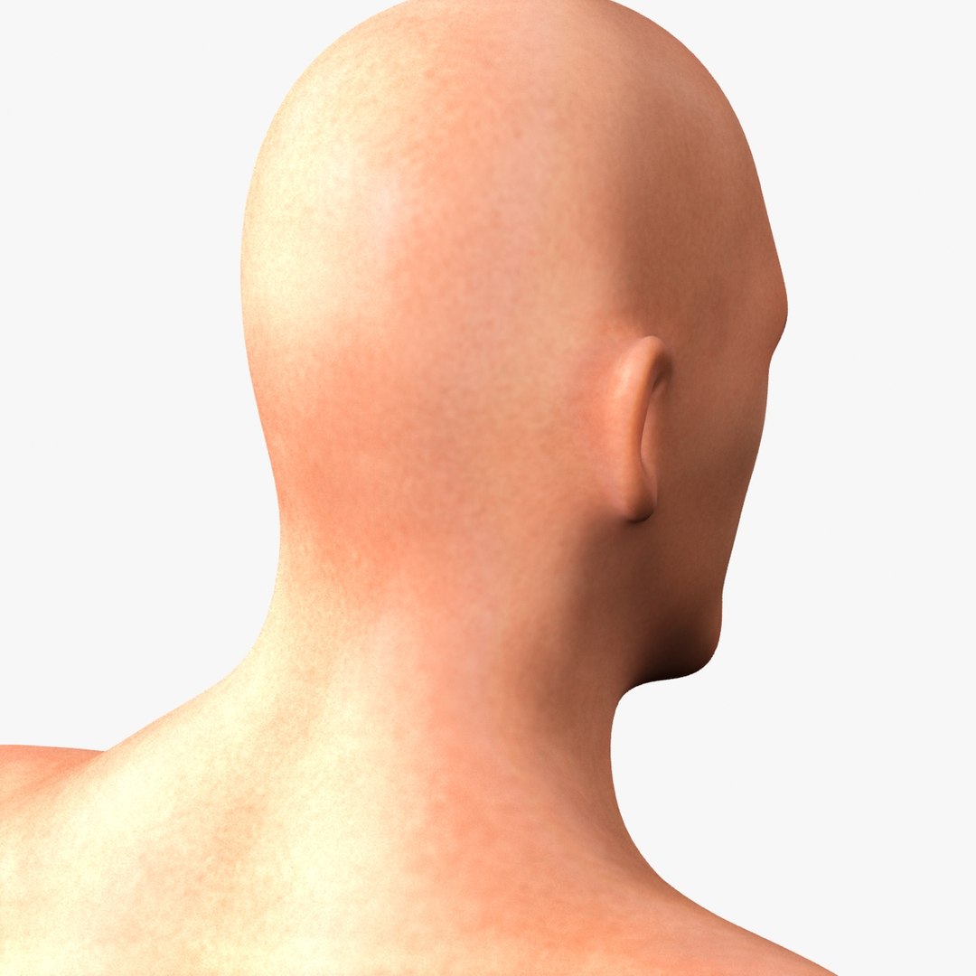 human base 3d model