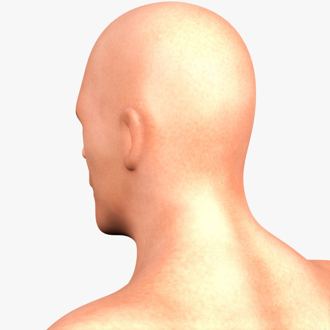 human base 3d model