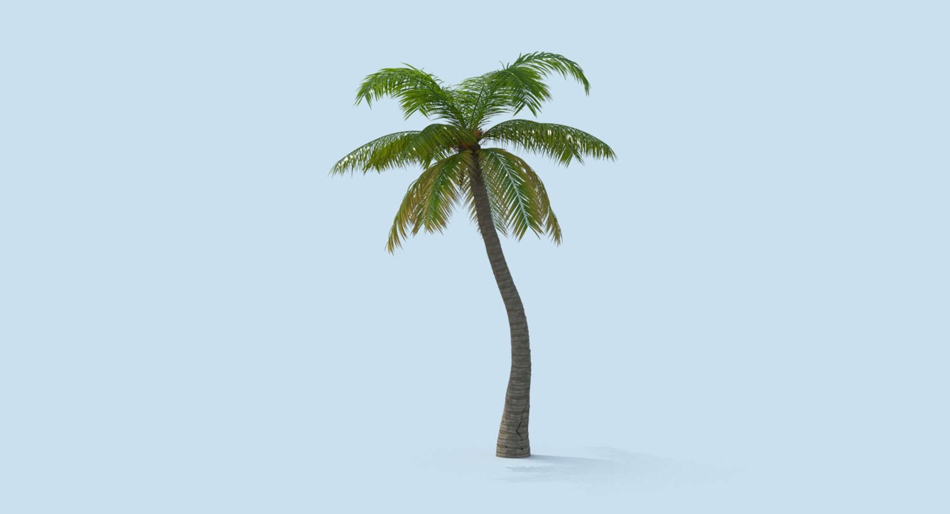 3d Model Of Palm Tree 01