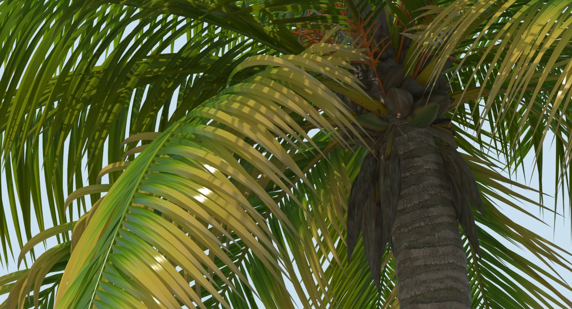 3d Model Of Palm Tree 01