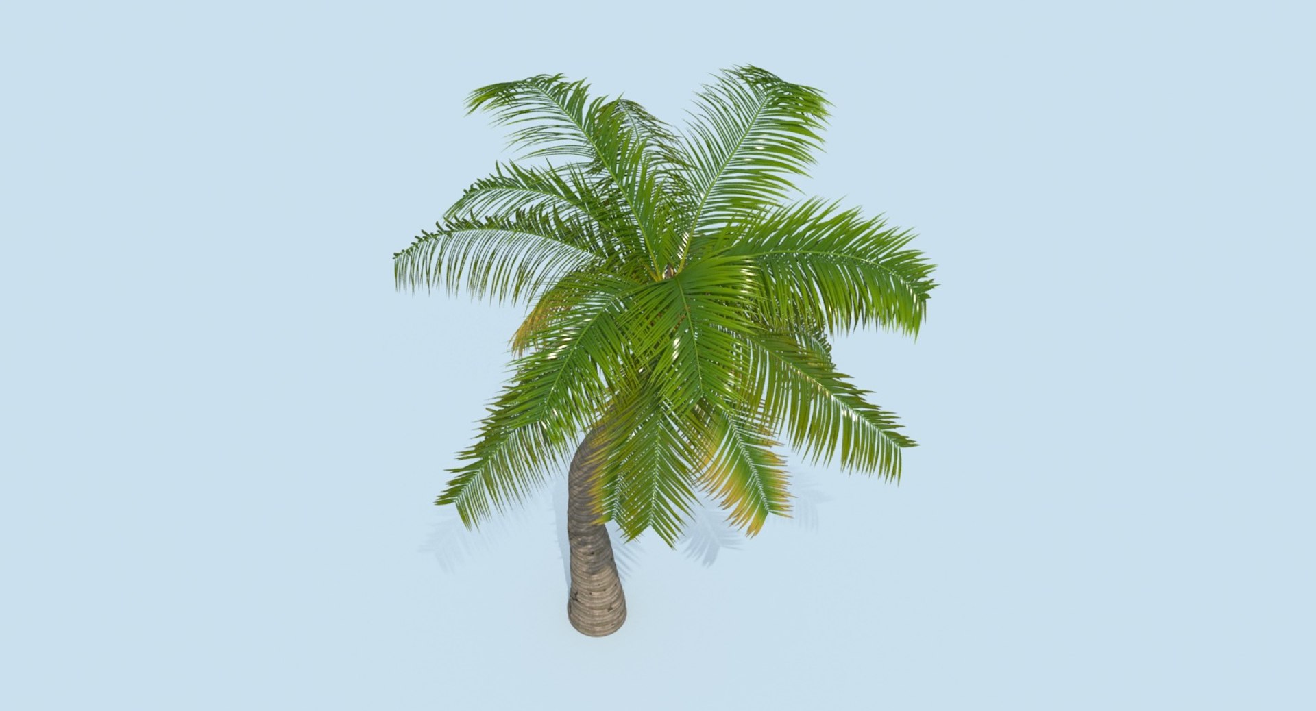 3d Model Of Palm Tree 01