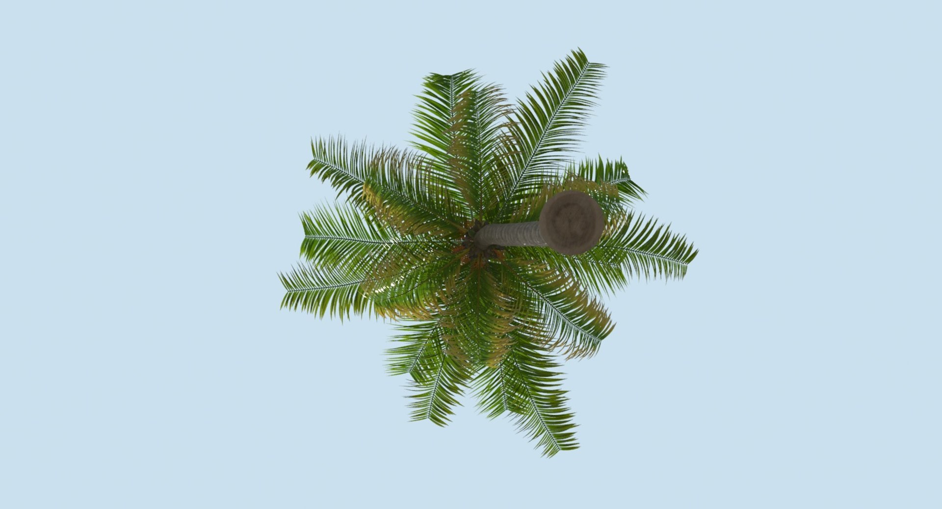 3d Model Of Palm Tree 01