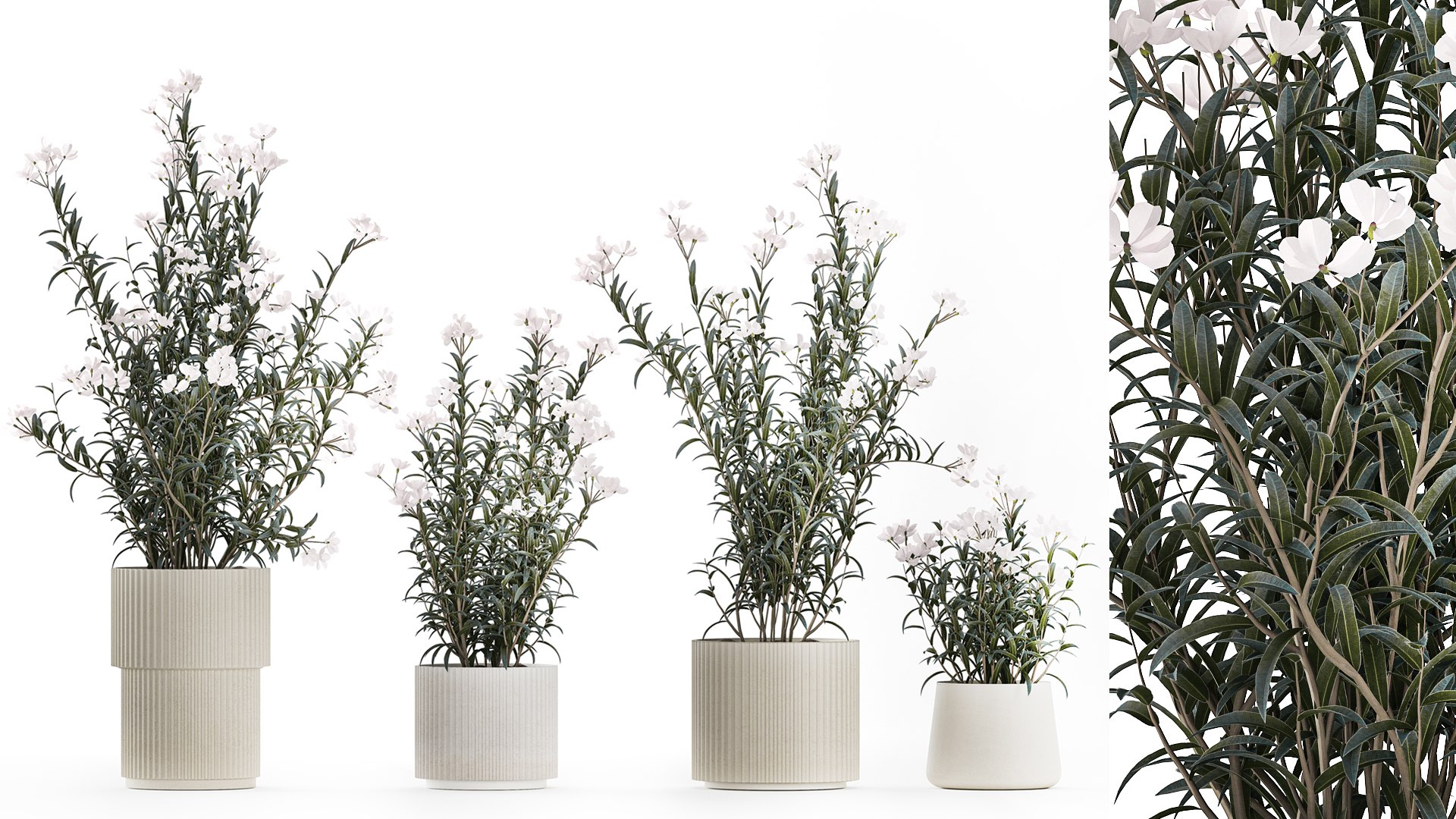 3D Beautiful Plant Bushes With White Nerium Oleander Flowers In Pots ...