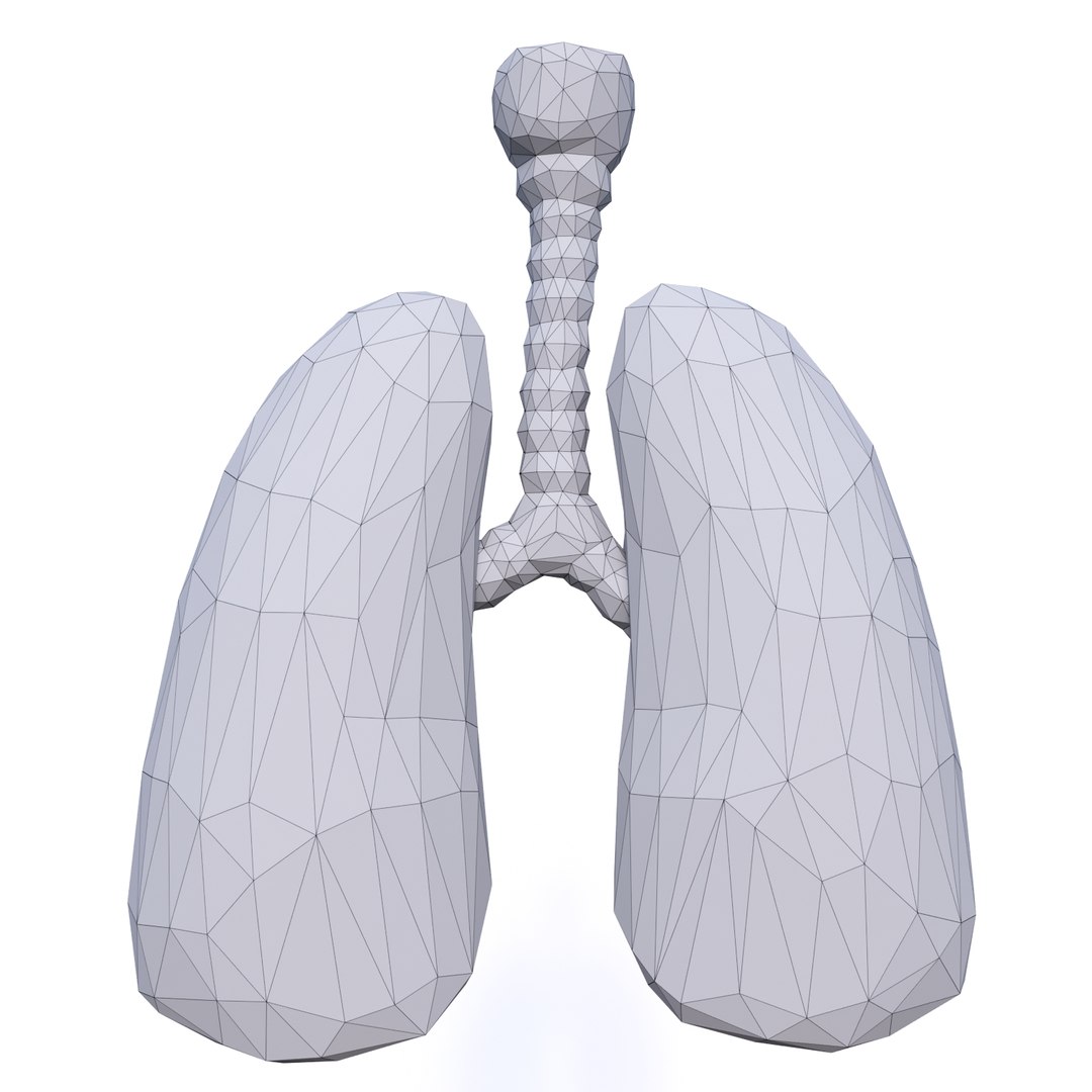 3D Lungs Model - TurboSquid 1258619