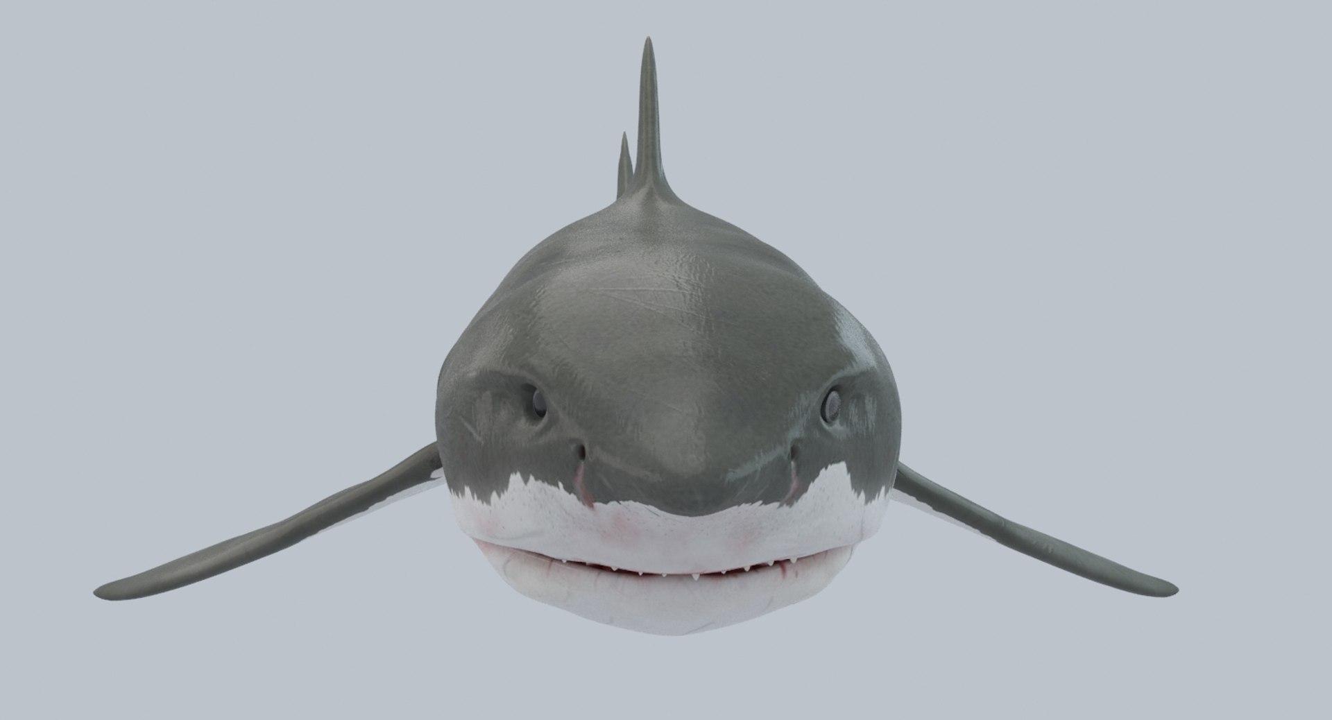 Modeled Rigged Shark Model - TurboSquid 1302224