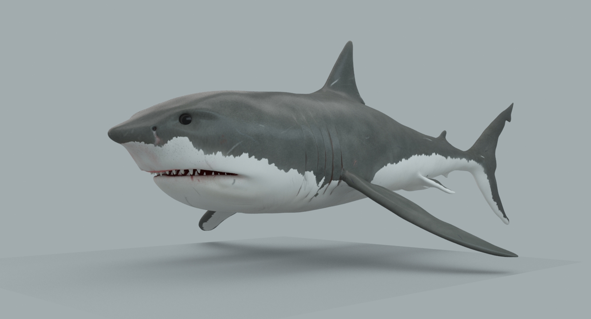 Modeled Rigged Shark Model - TurboSquid 1302224
