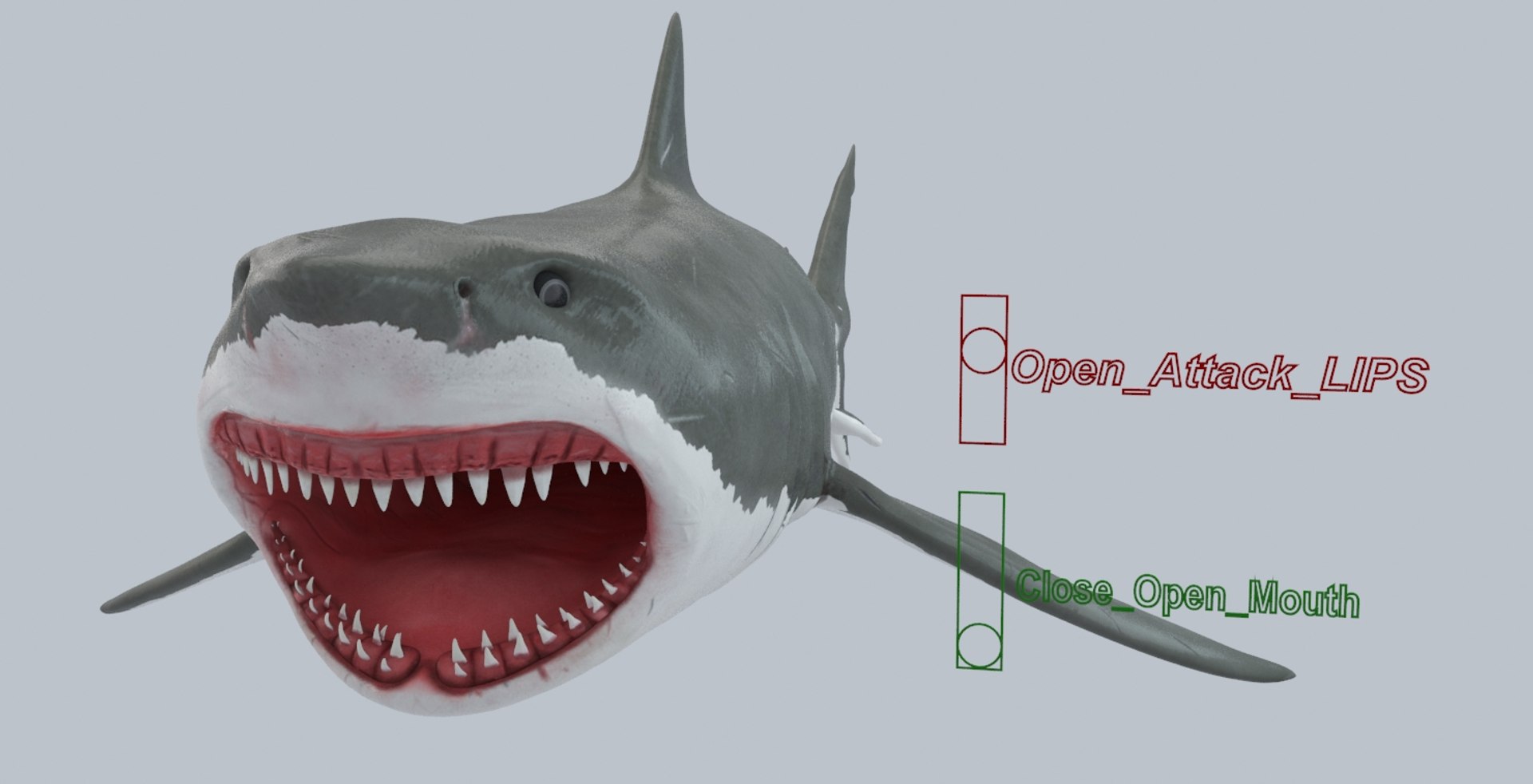 Modeled Rigged Shark Model - TurboSquid 1302224