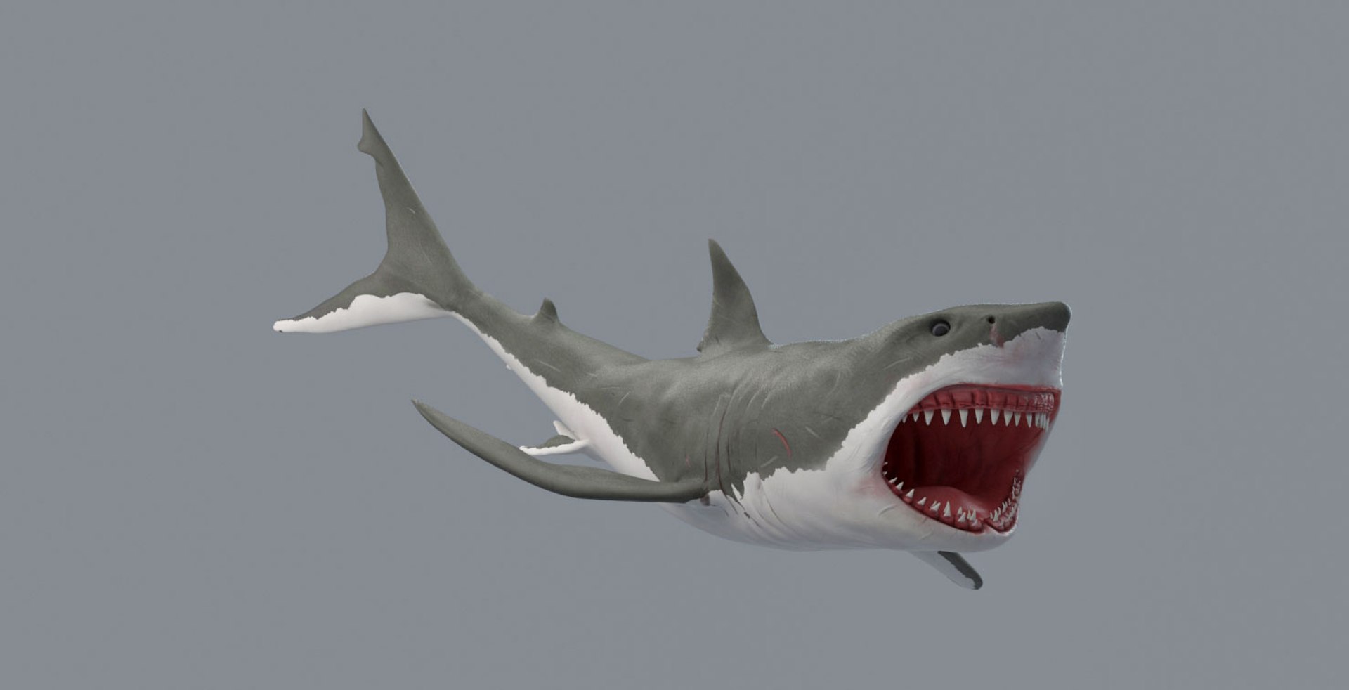 Modeled Rigged Shark Model - TurboSquid 1302224