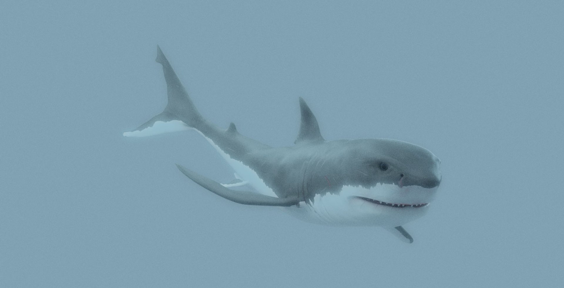 Modeled rigged shark model - TurboSquid 1302224