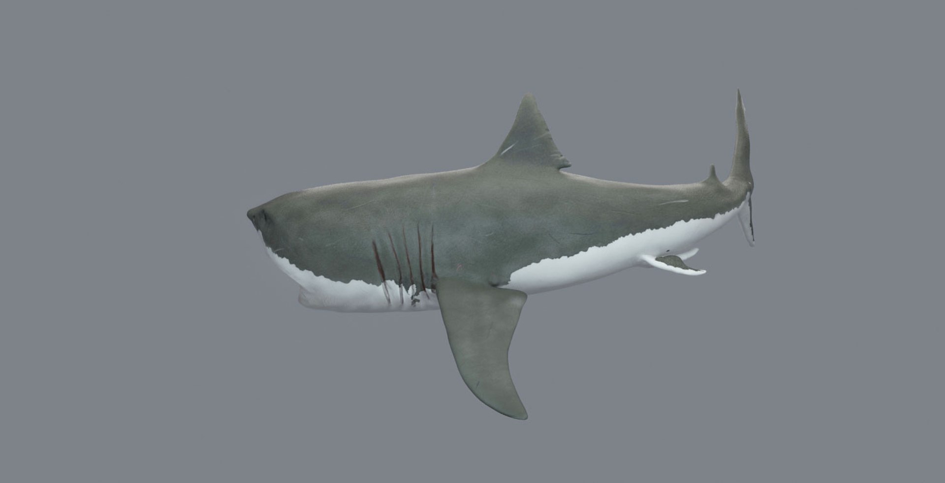 Modeled Rigged Shark Model - TurboSquid 1302224