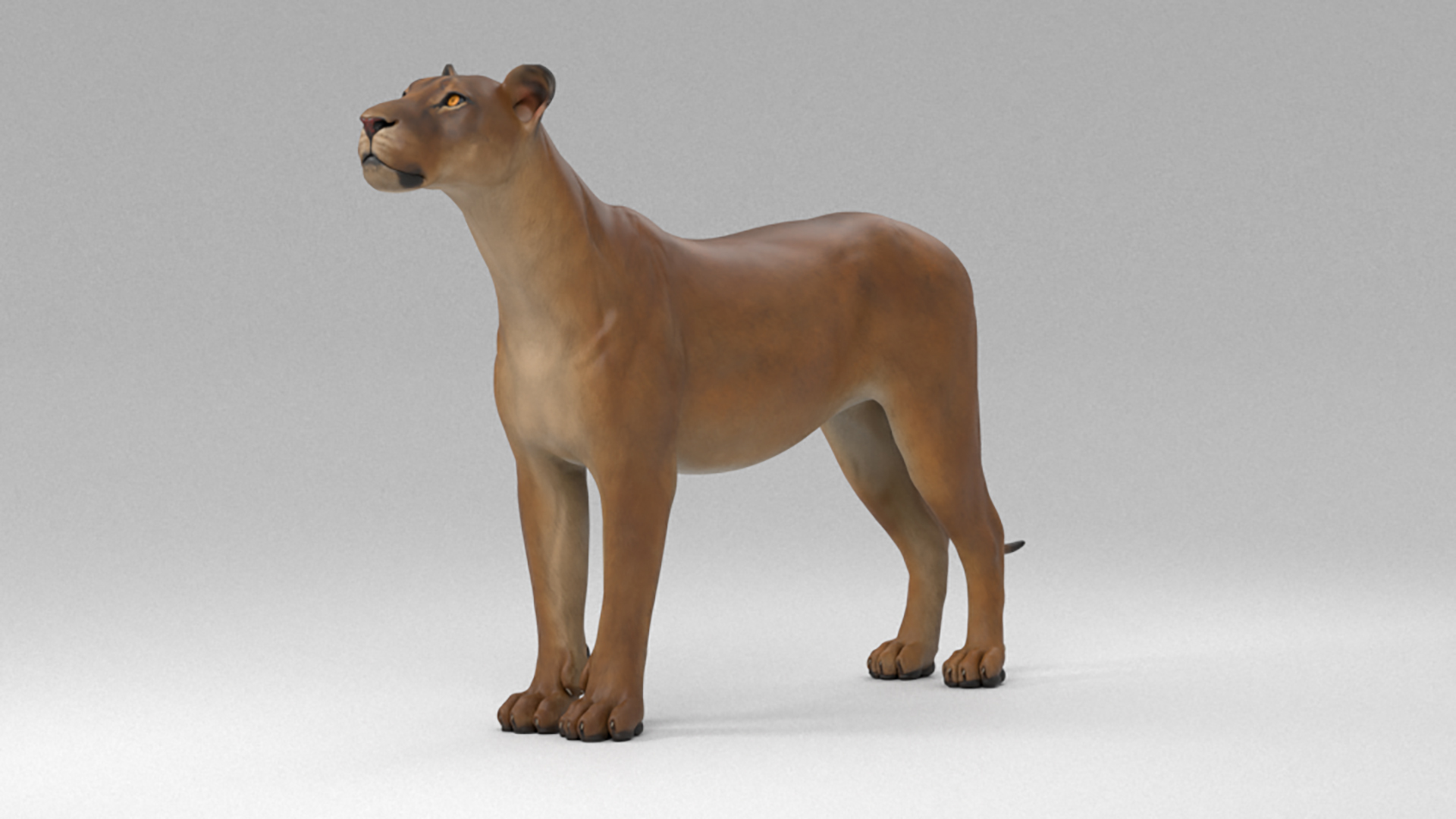 3D Lioness - TurboSquid 1775317