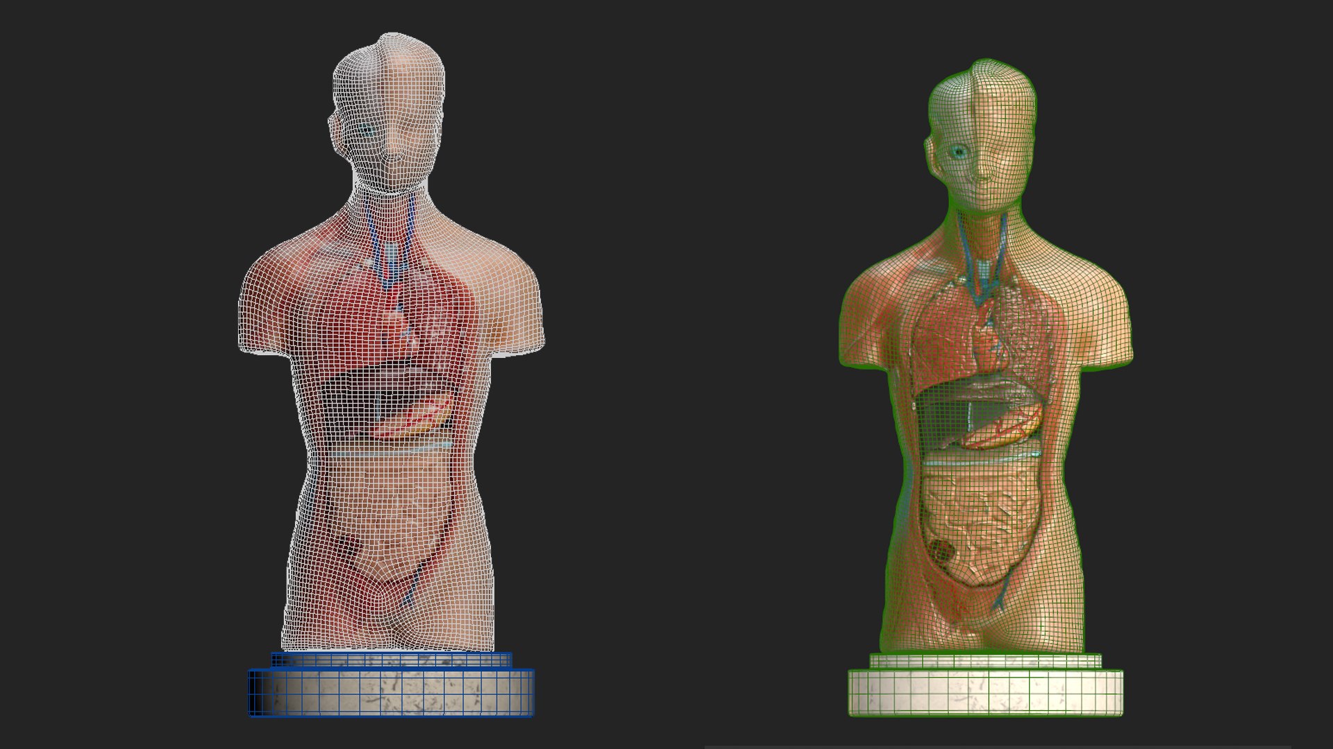 Human Torso Anatomical Scanned Model Model - TurboSquid 2255450