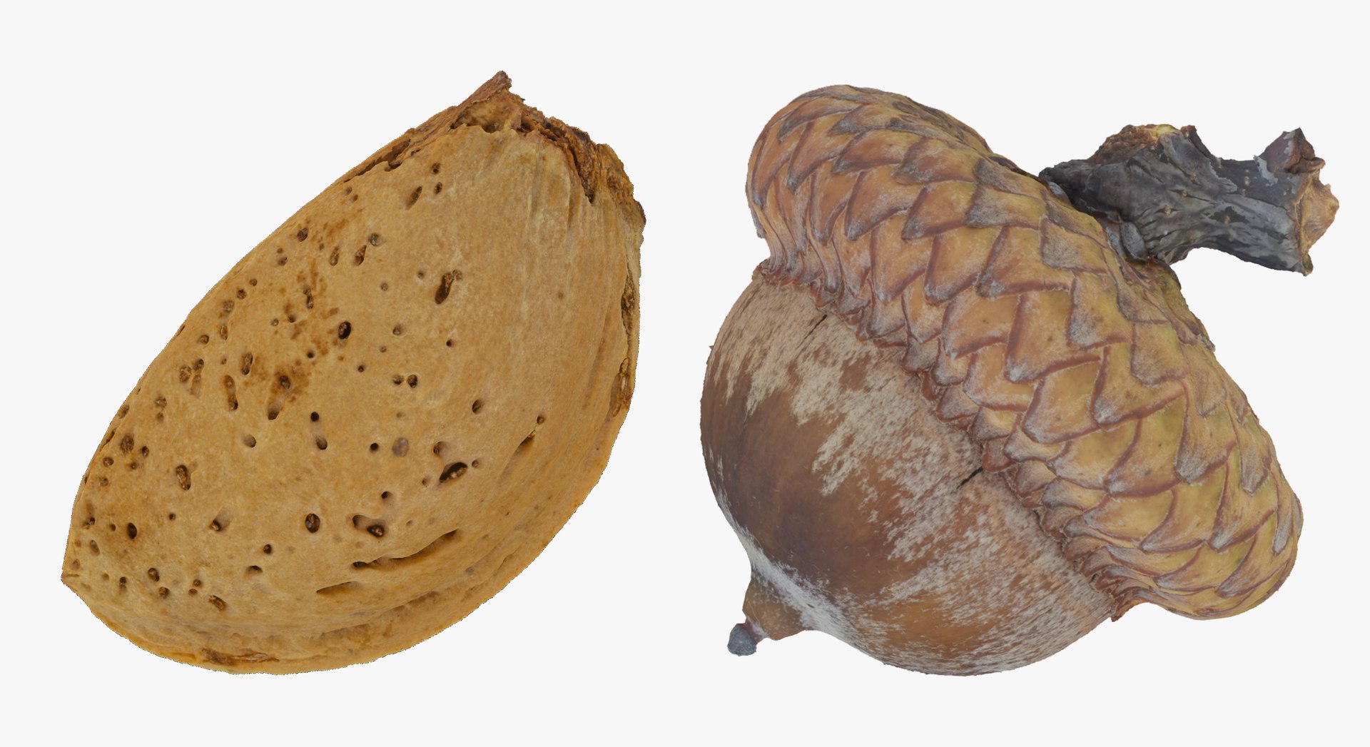 3D Acorn and Almond with Shell Collection 05 - 2 models RAW Scans model ...