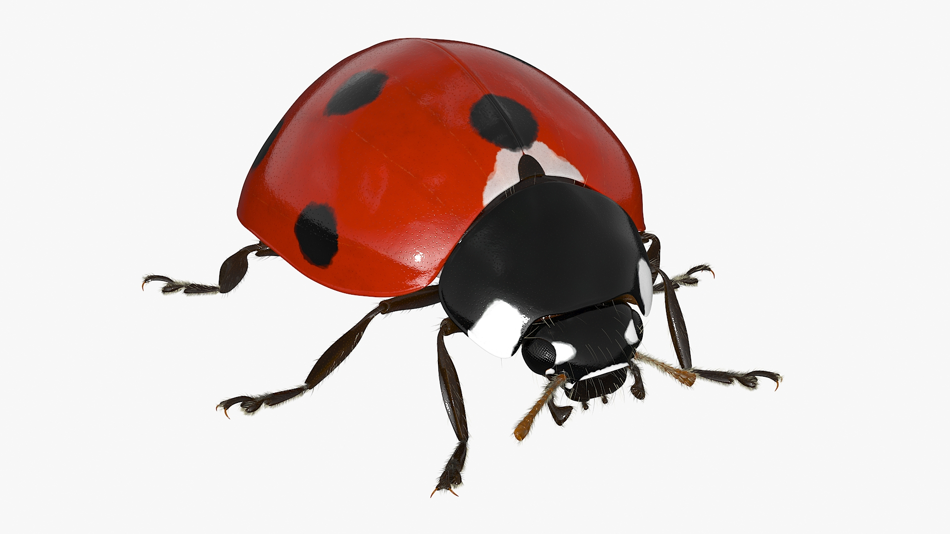 Realistic Ladybug Insect With Fur 3D - TurboSquid 2326785