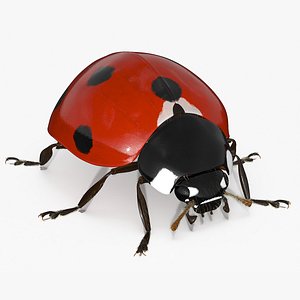 3D Bug Models - Browse & Download Formats - TurboSquid