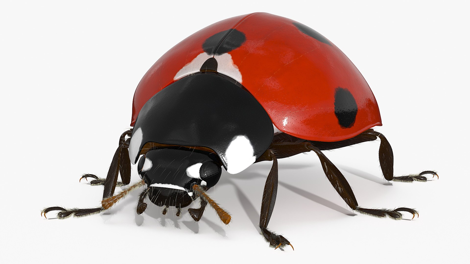 Realistic Ladybug Insect With Fur 3D - TurboSquid 2326785
