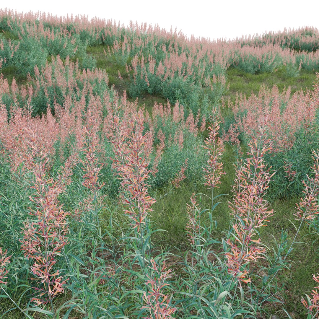 Agastache Rupestris - Sunset Hyssop 3D - TurboSquid 2203626