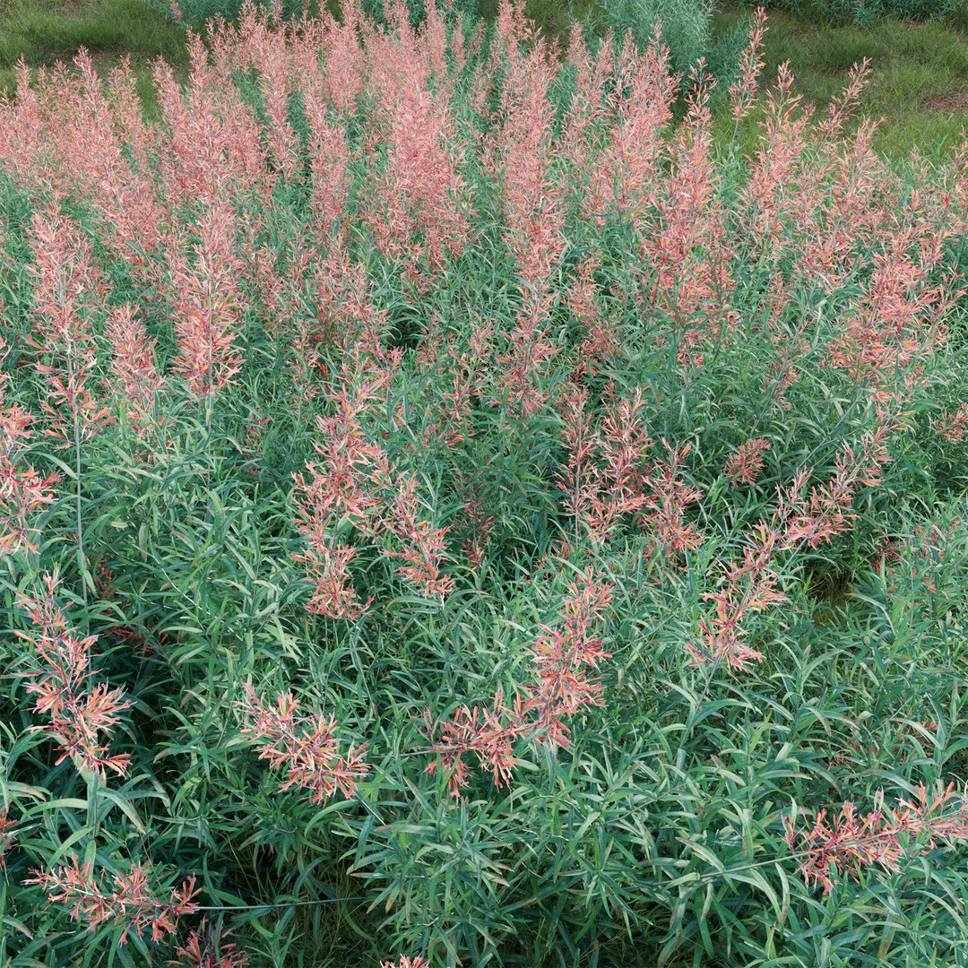 Agastache Rupestris - Sunset Hyssop 3D - TurboSquid 2203626