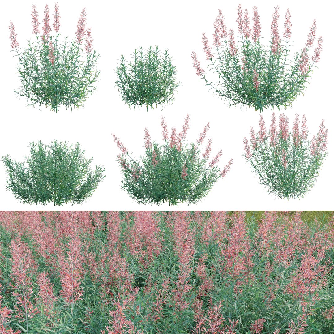 Agastache Rupestris - Sunset Hyssop 3D - TurboSquid 2203626