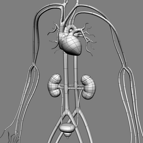 human anatomy 3d model