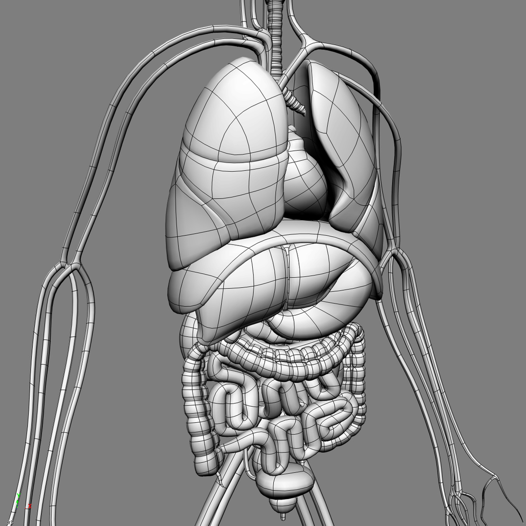 human anatomy 3d model