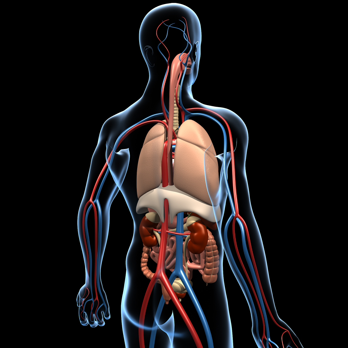human anatomy 3d model