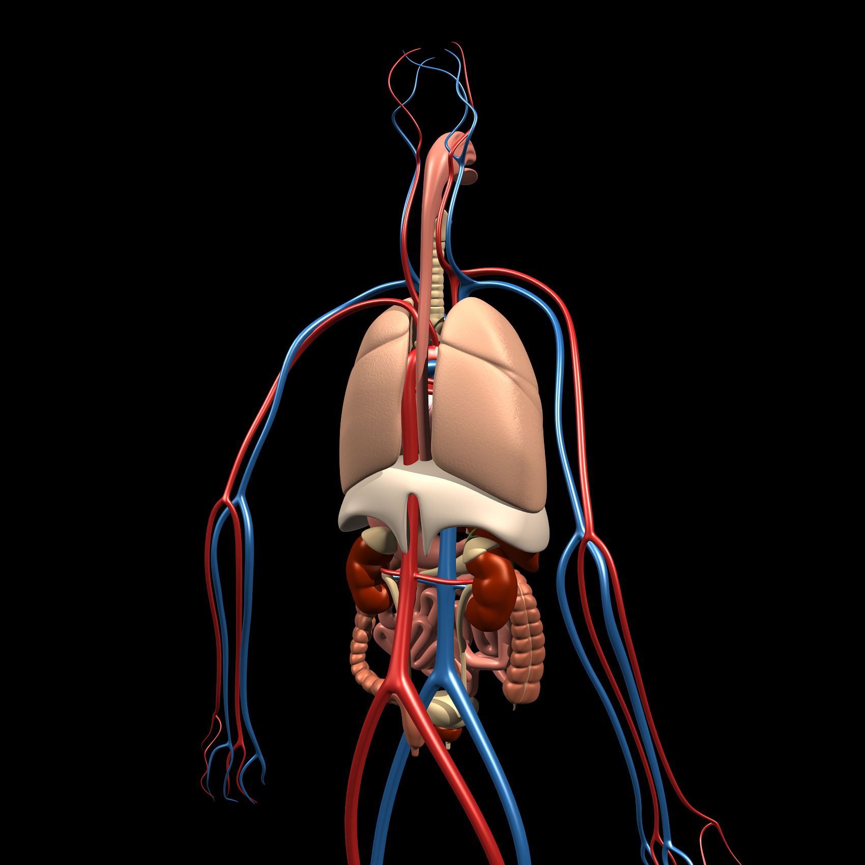 human anatomy 3d model