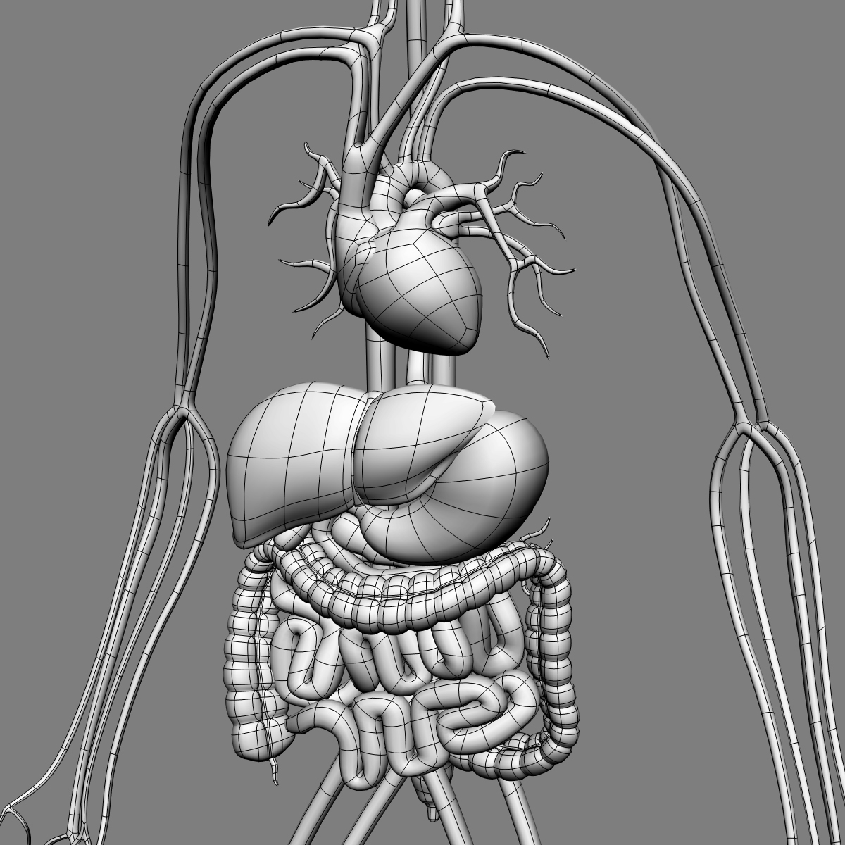human anatomy 3d model