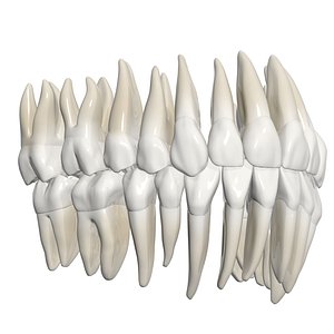 3d model central incisor