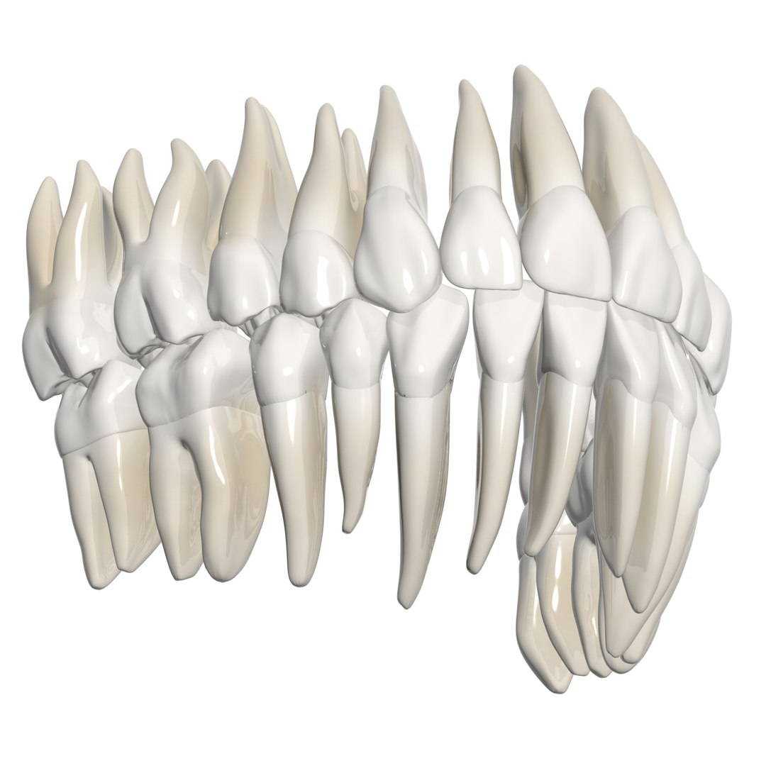 3dsmax teeth
