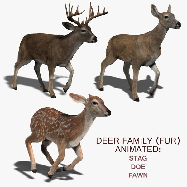 deer animation 3d model