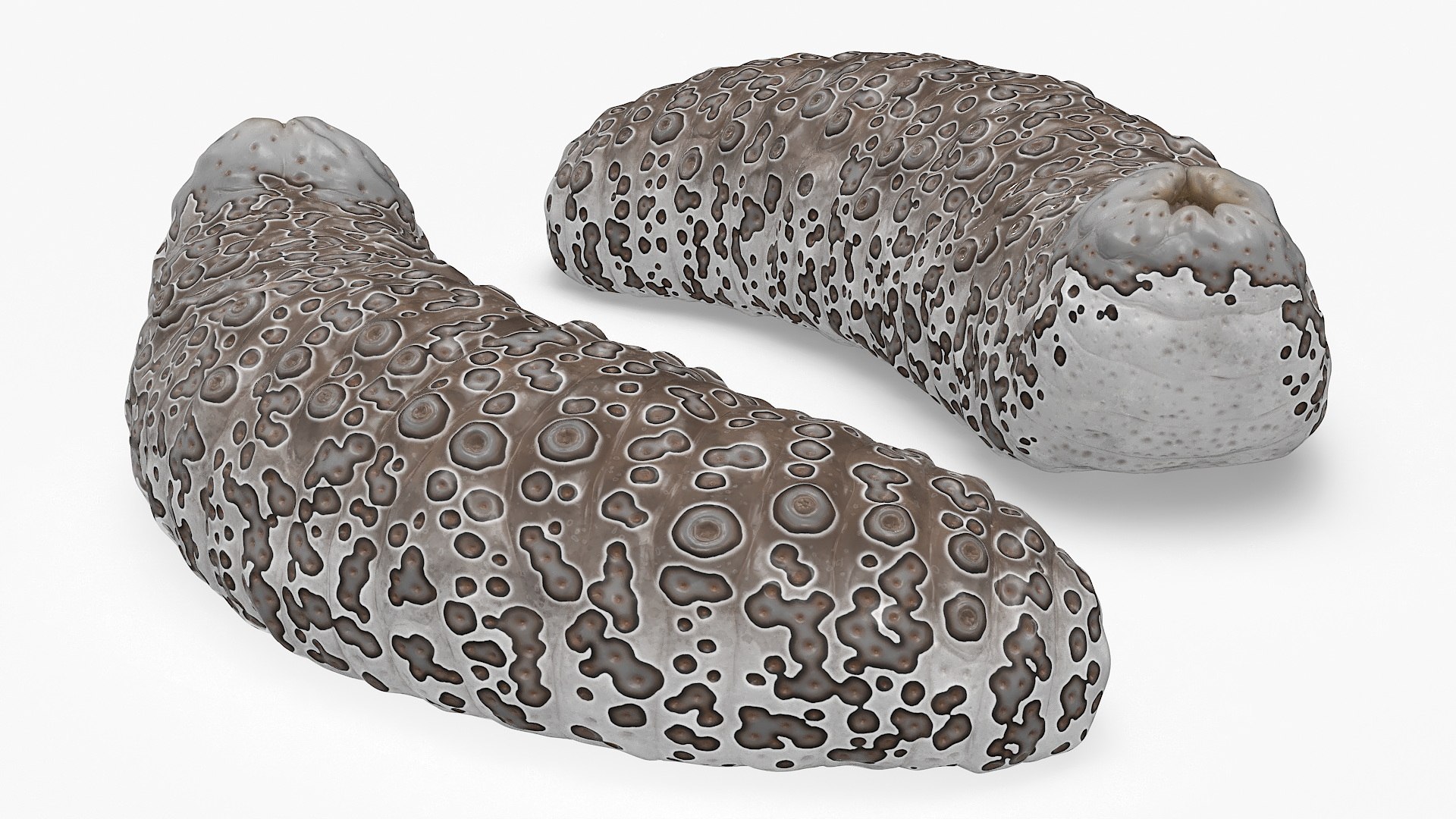 3D Trepang Curved Pose Brown - TurboSquid 2302758