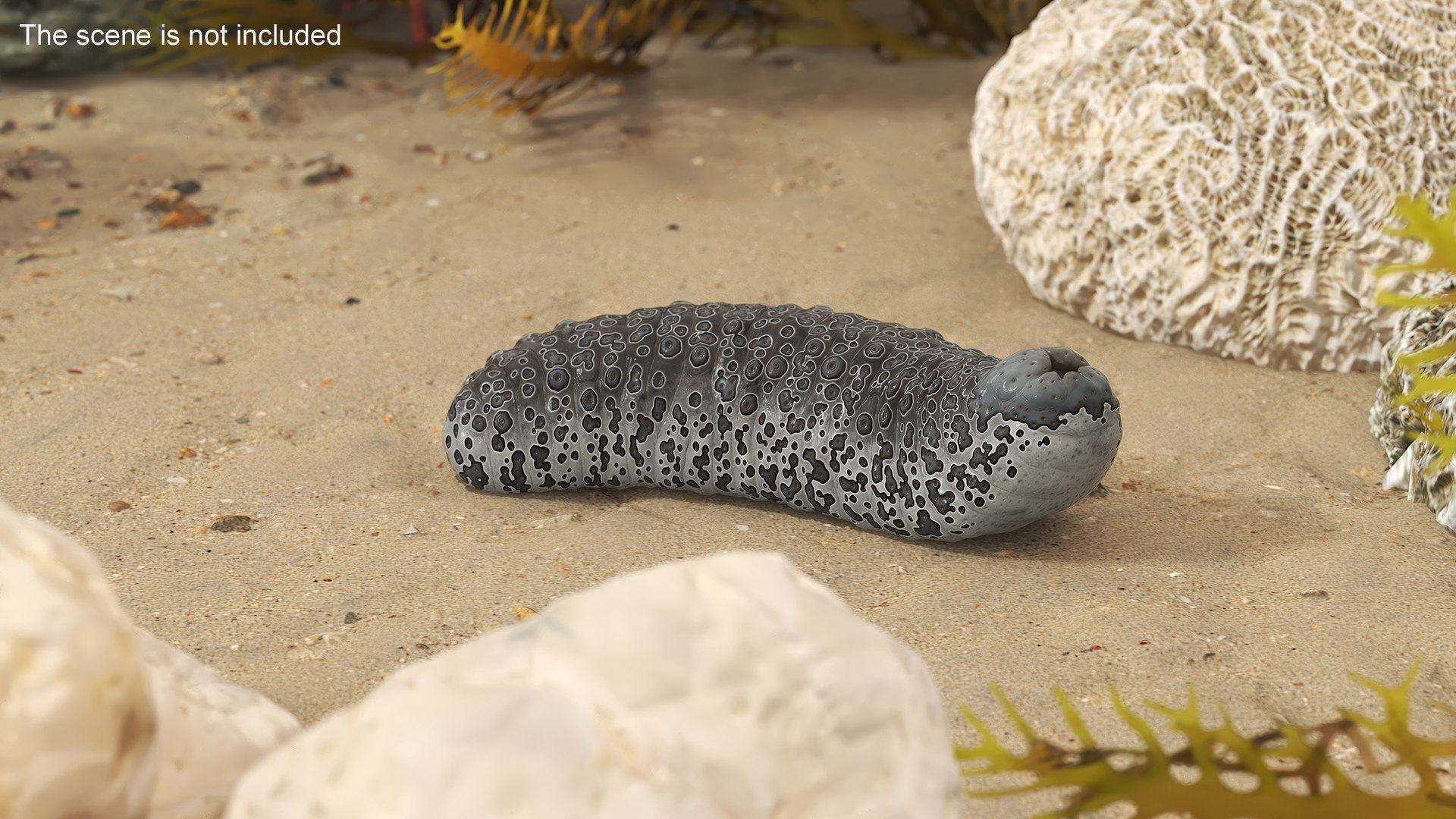 3D Trepang Curved Pose Brown - TurboSquid 2302758