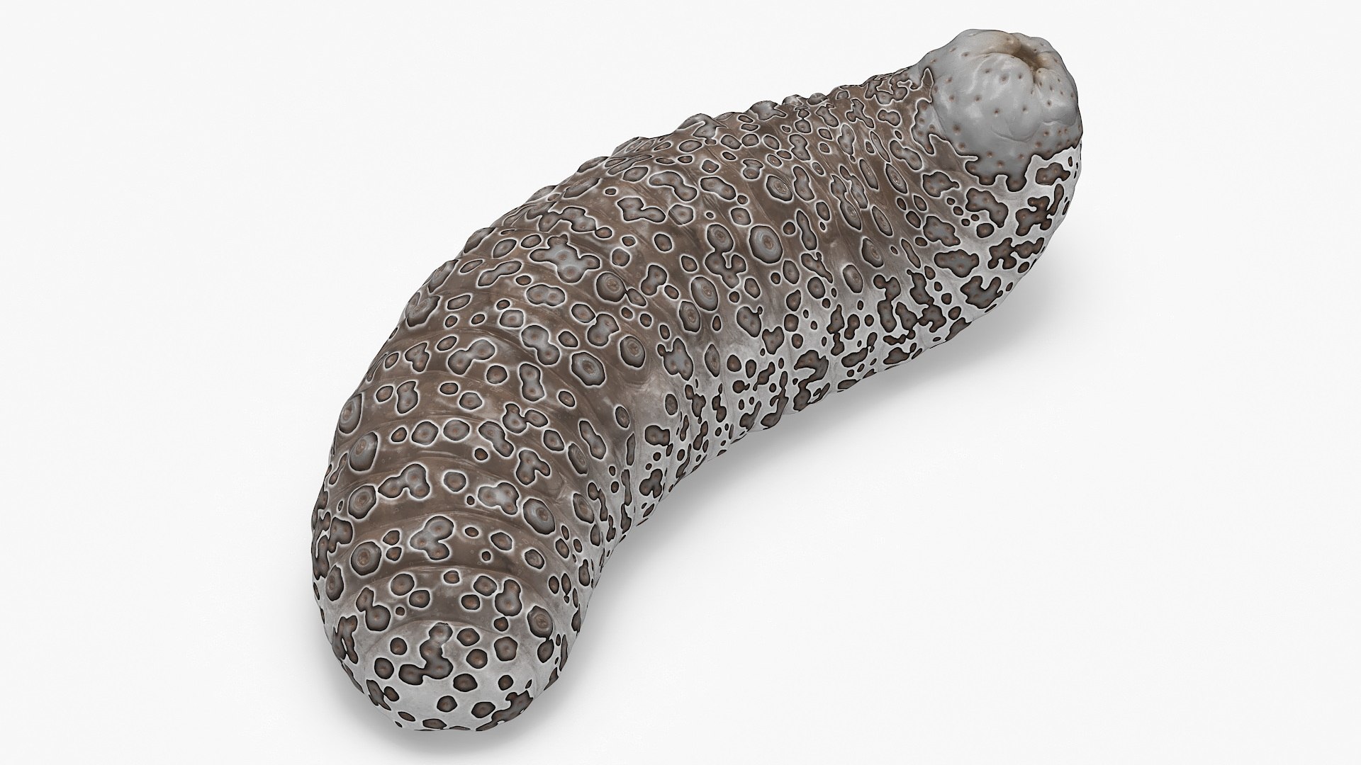 3D Trepang Curved Pose Brown - TurboSquid 2302758