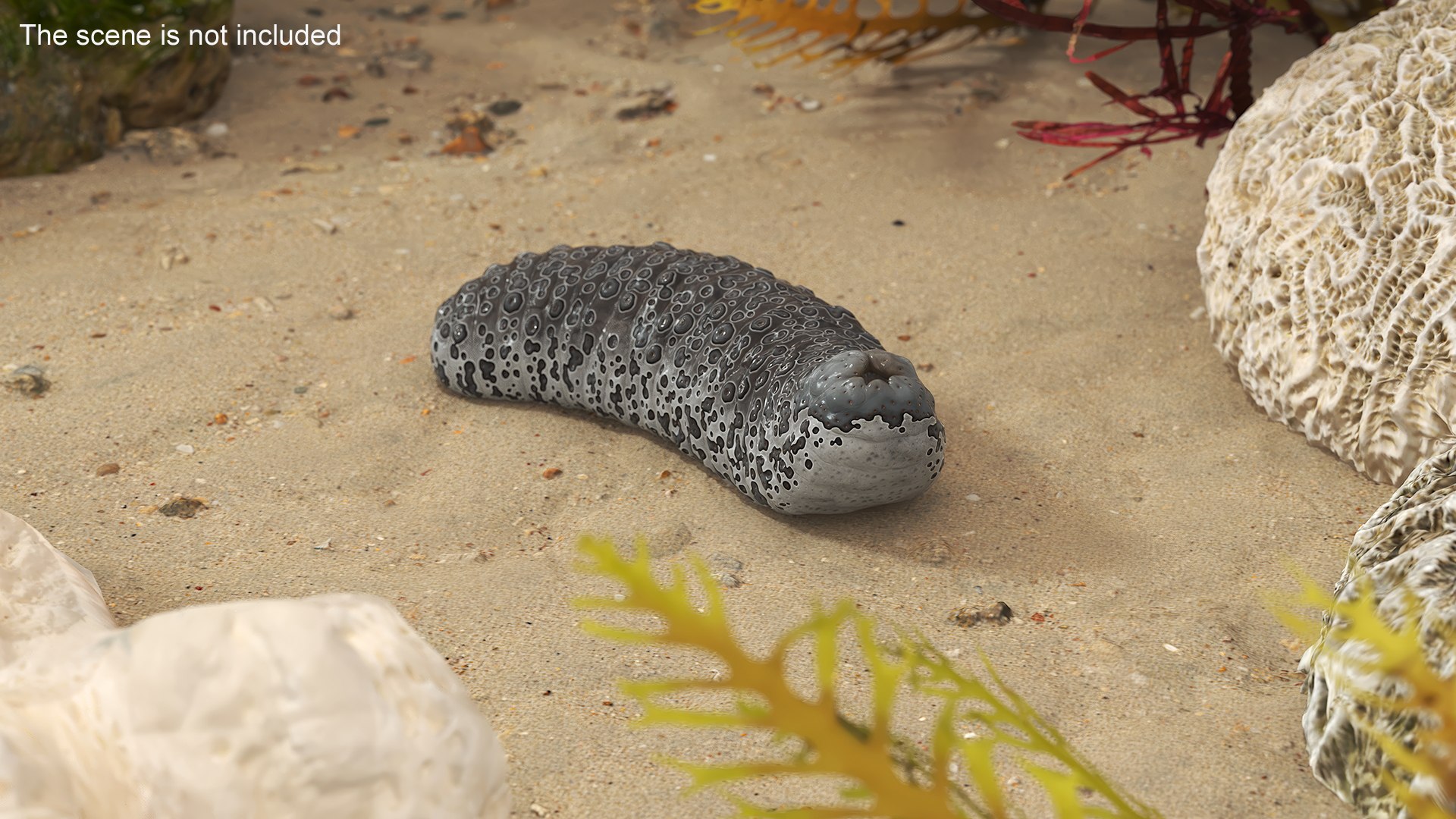 3D Trepang Curved Pose Brown - TurboSquid 2302758