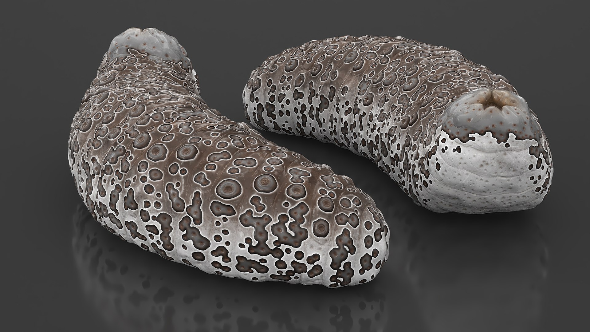 3D Trepang Curved Pose Brown - TurboSquid 2302758