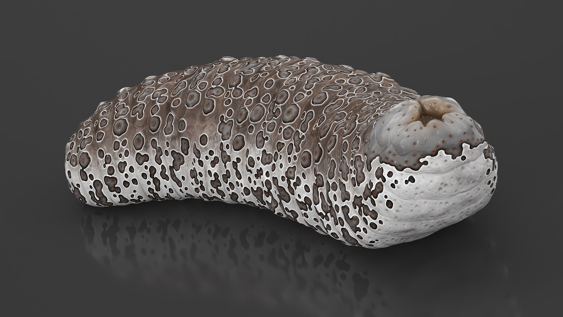 3D Trepang Curved Pose Brown - TurboSquid 2302758