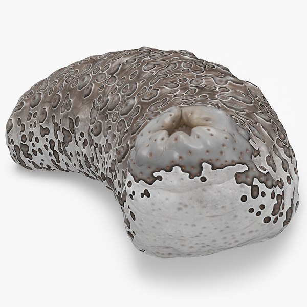 modelo 3d Trepang pose curva marrón - TurboSquid 2302758