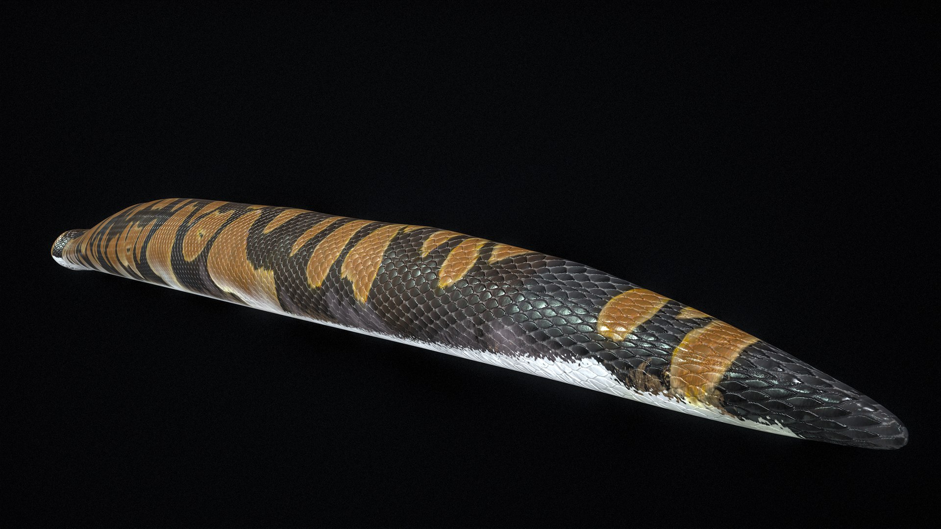 Ball Python Snake PBR 3D Model - TurboSquid 2199503