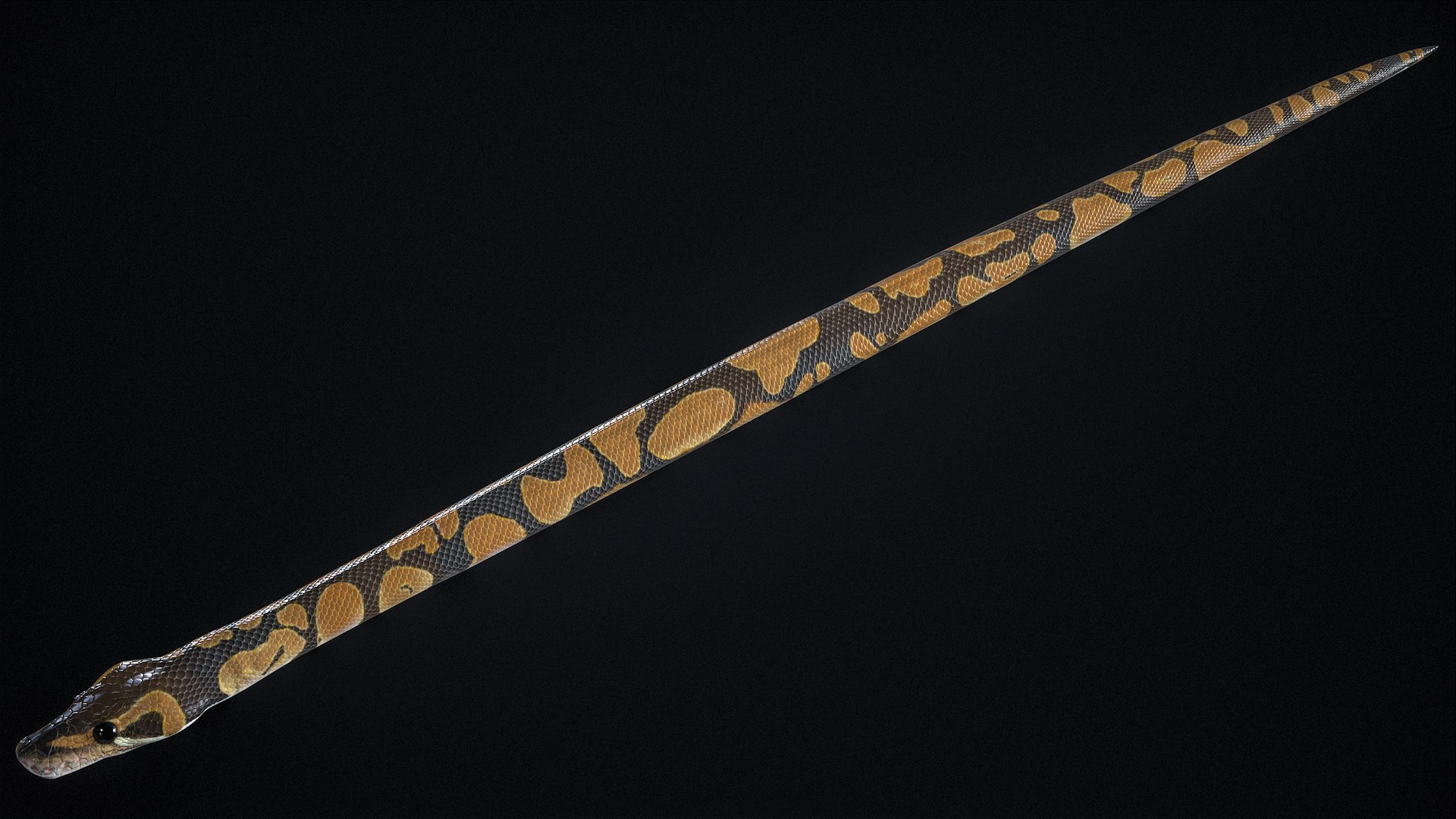 Ball Python Snake PBR 3D Model - TurboSquid 2199503