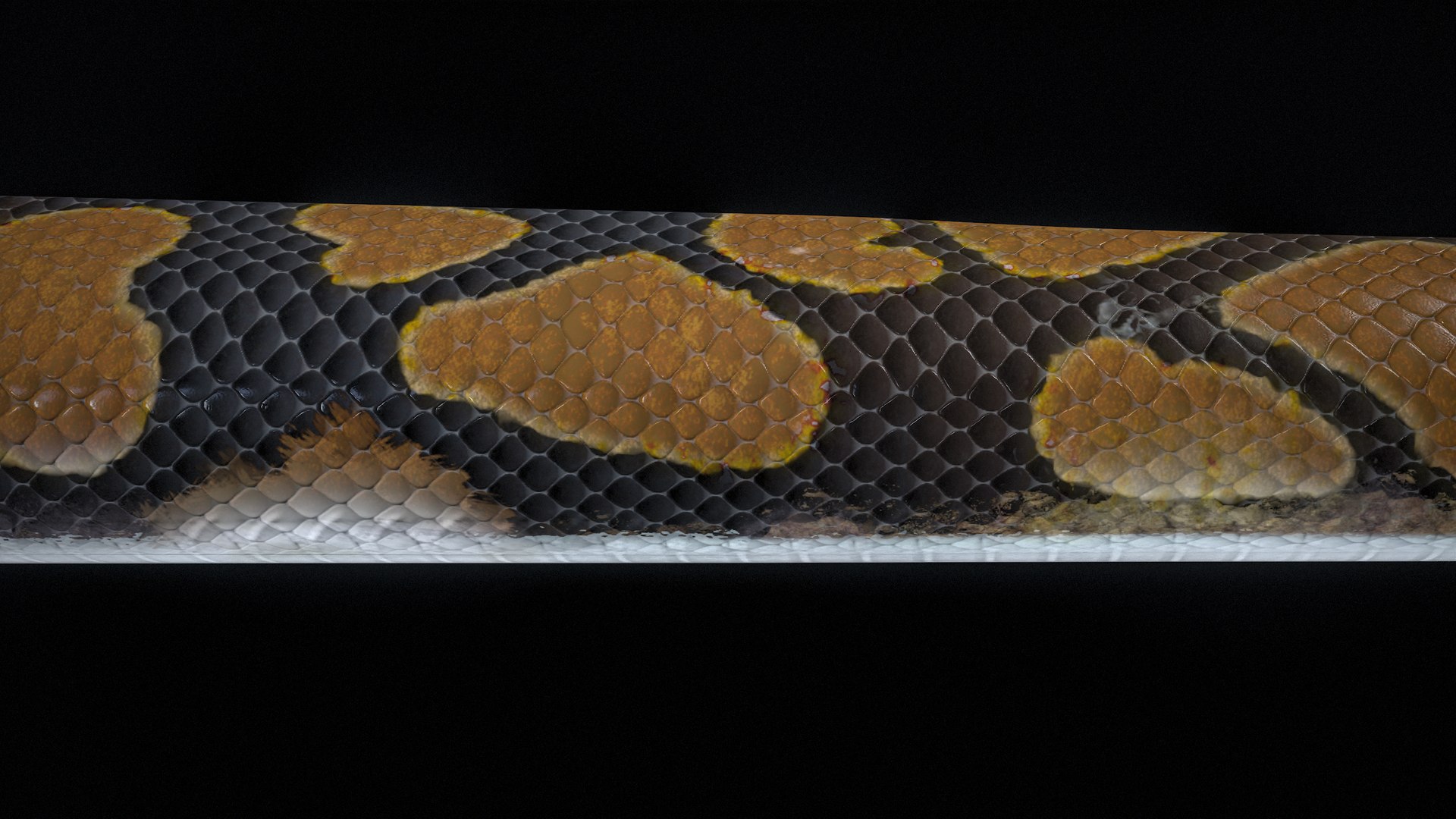 Ball Python Snake PBR 3D Model - TurboSquid 2199503